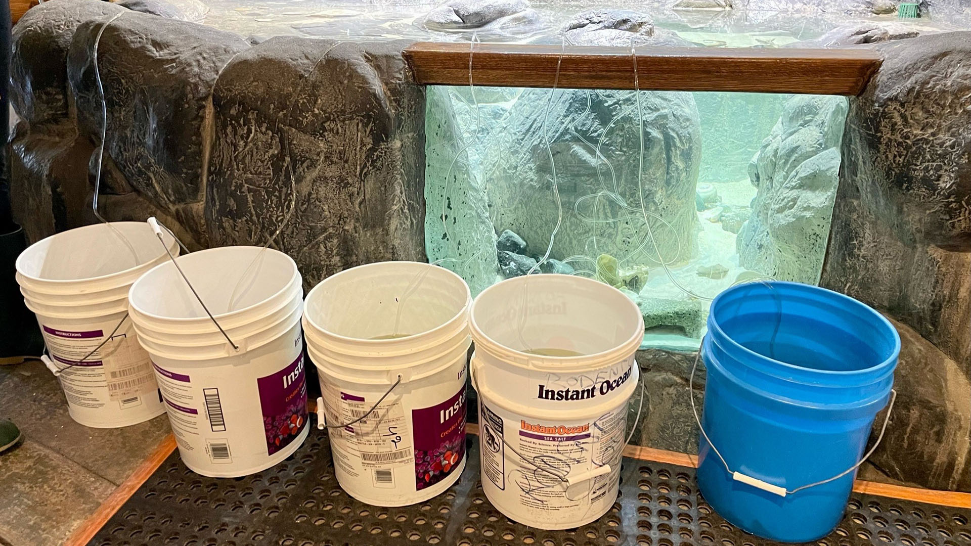 Finding Treasure in Puget Sound - Pacific Science Center