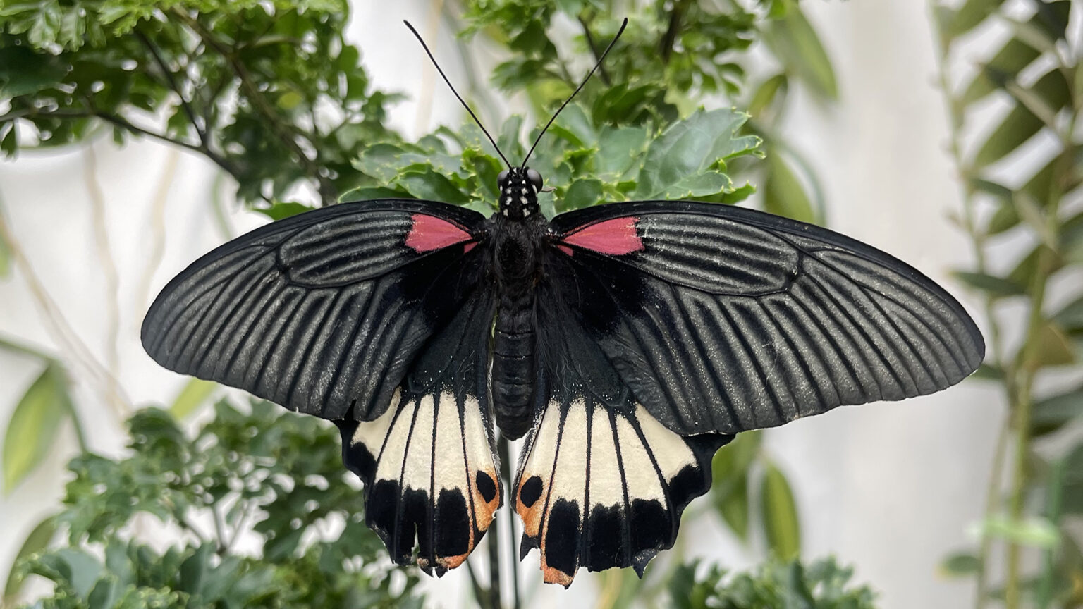 Tropical Butterfly House - Pacific Science Center