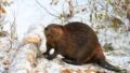 How Animals Adapt to Pacific Northwest Winters - Pacific Science Center