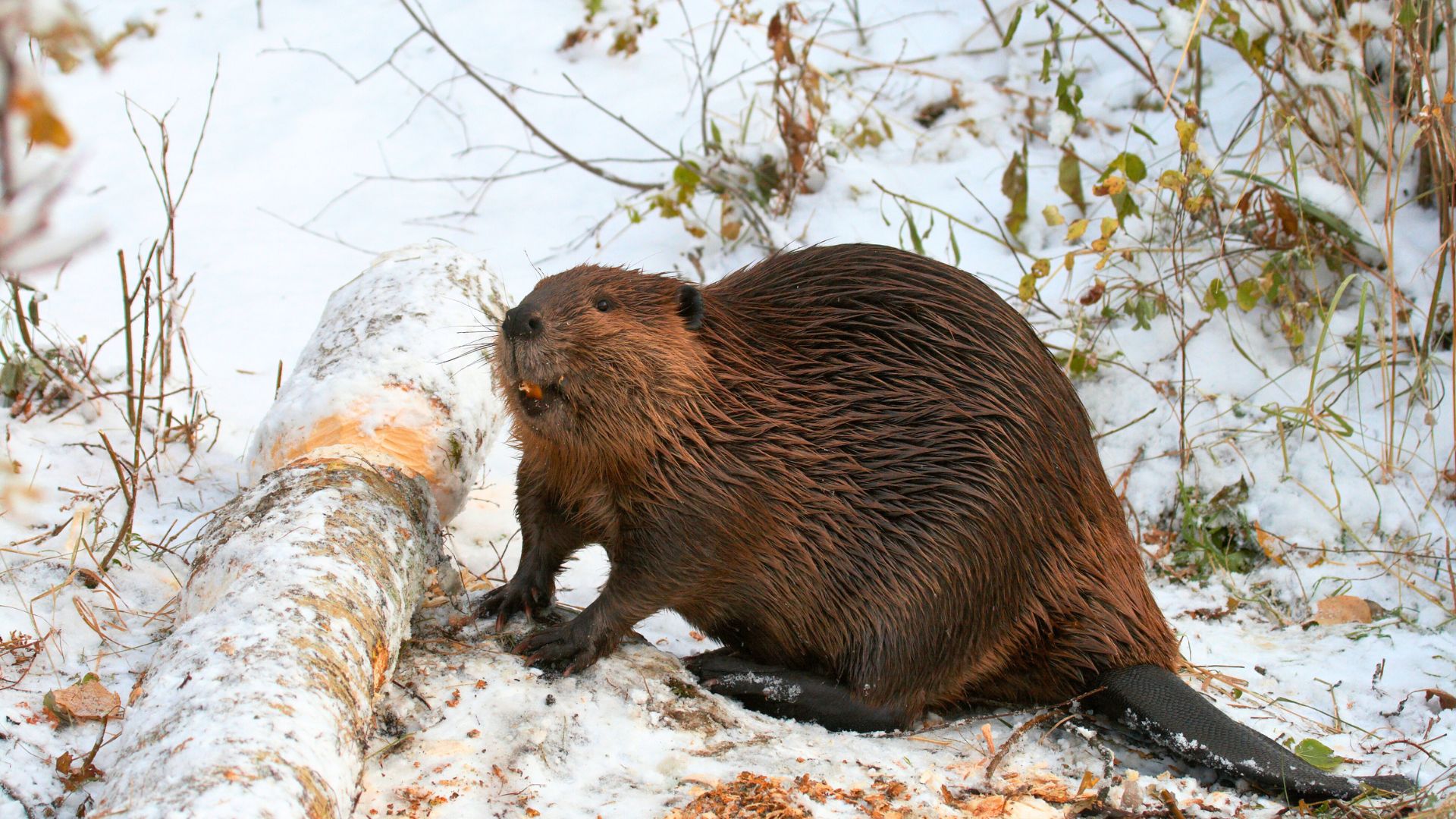 How Animals Adapt to Pacific Northwest Winters - Pacific Science Center
