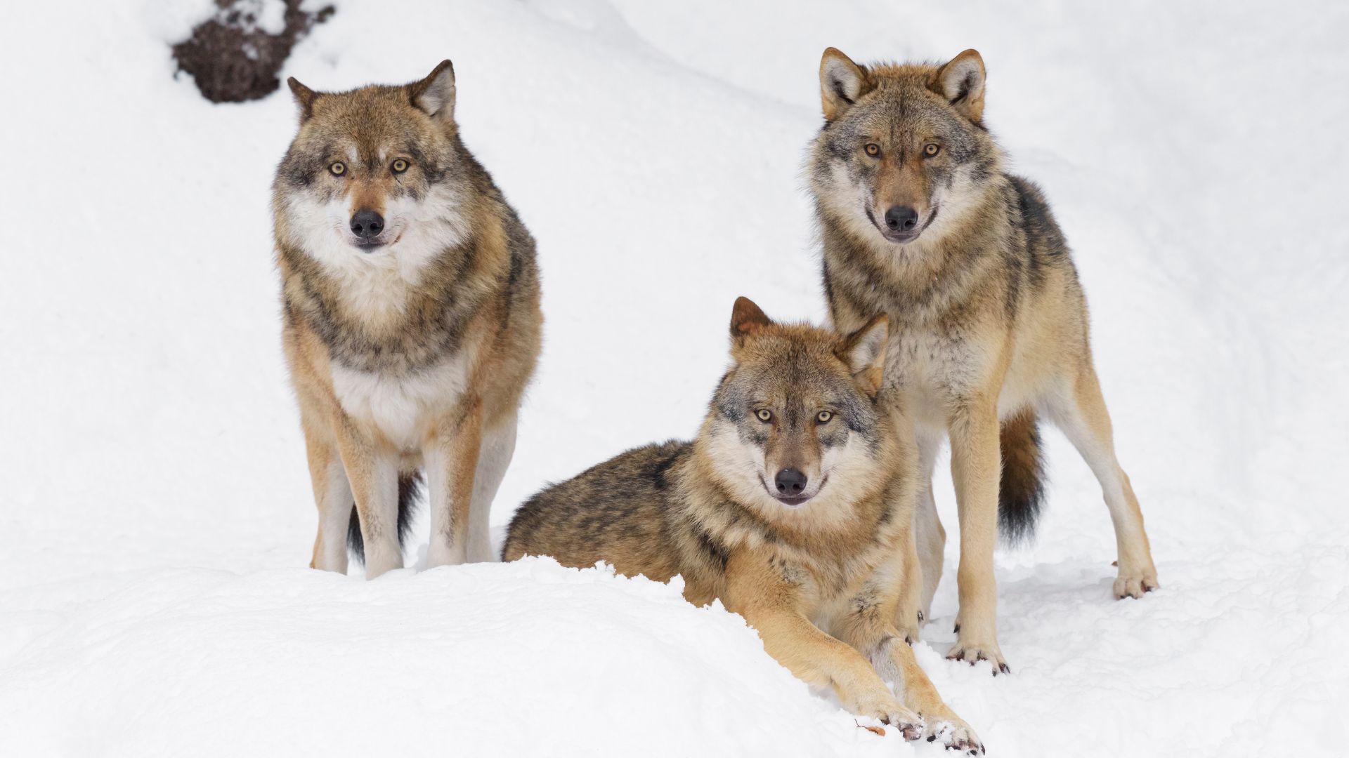 How Animals Adapt to Pacific Northwest Winters - Pacific Science Center