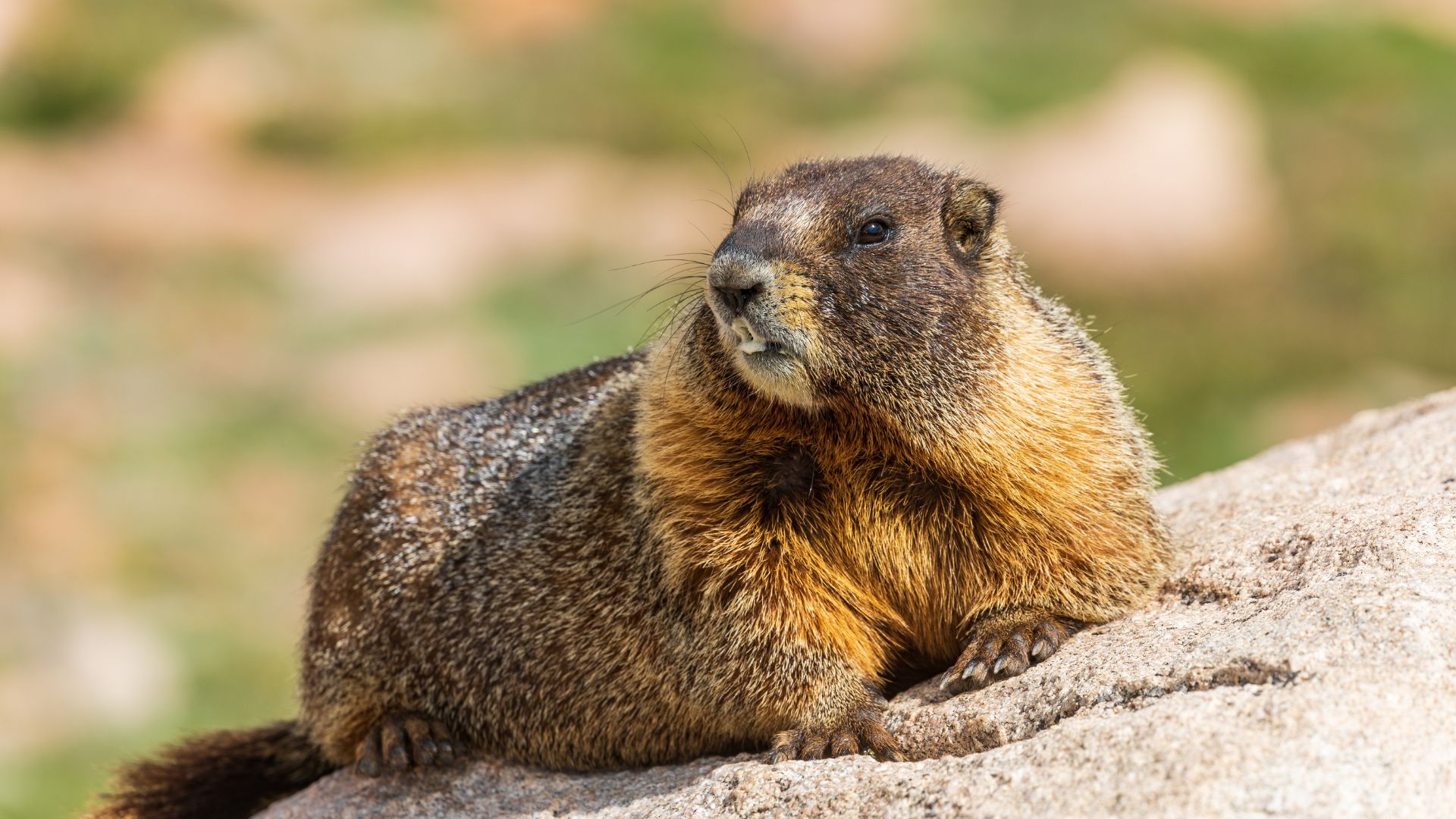 How Animals Adapt to Pacific Northwest Winters - Pacific Science Center