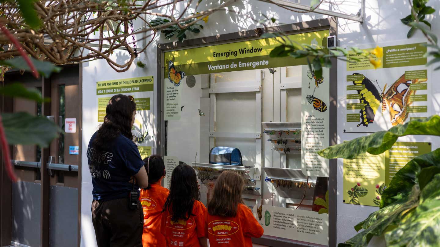 How PacSci’s Tropical Butterfly House Thrives Year-Round - Pacific ...