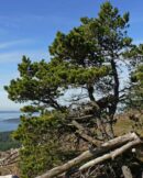 Why Do Pinecones Open and Close and How Does That Affect Seeds ...