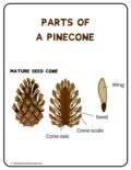 How Pinecones Open and Close and How It Affects Seeds