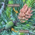 How Pinecones Open and Close and How It Affects Seeds
