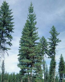 Why Do Pinecones Open and Close and How Does That Affect Seeds ...